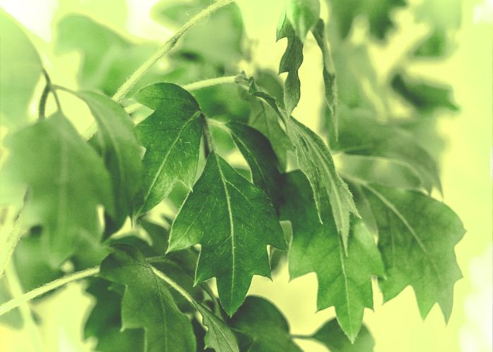 Raw Material – Nutphyt